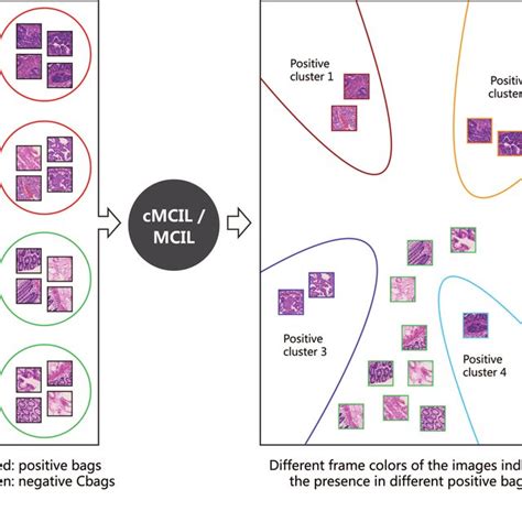 PDF Weakly Supervised Histopathology Cancer Image Segmentation And Classification