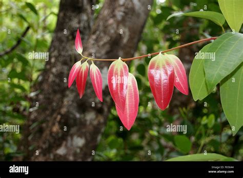 Ceylon Cinnamon Tree True Cinnamon Tree Cinnamomum Verum Stock Photo