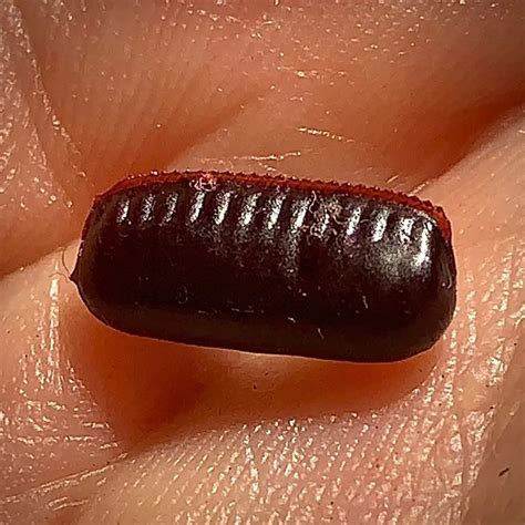 What Do Roach Eggs Look Like And How To Kill Them