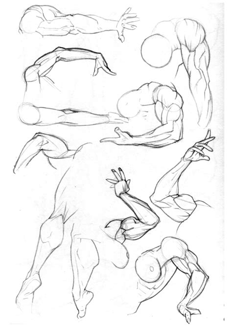 رسومات جسم الإنسان للرسم