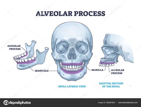 Alveolar Process
