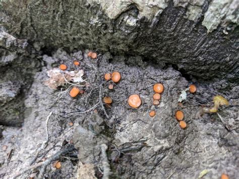 Scutellinia Erinaceus The Ultimate Mushroom Guide