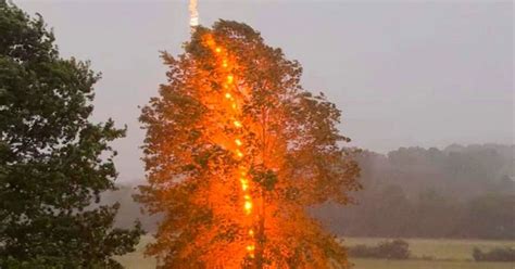 a photographer captures the moment a lightning strikes a tree