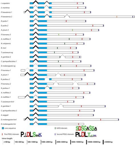The Intronexon Structure Of The 28 Sequences Used In The Analysis The Download Scientific