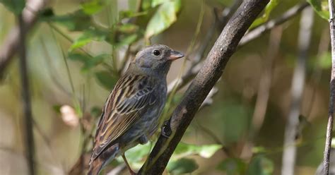 自悠人の野鳥撮影日記 10月30日 クロジ
