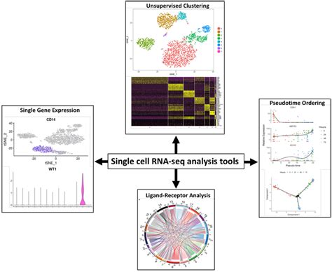 Single Cell Transcriptomics And Solid Organ Transplantation Pmc