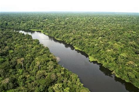 ბუნების დამცველი დედამიწის ფილტვები ამაზონი