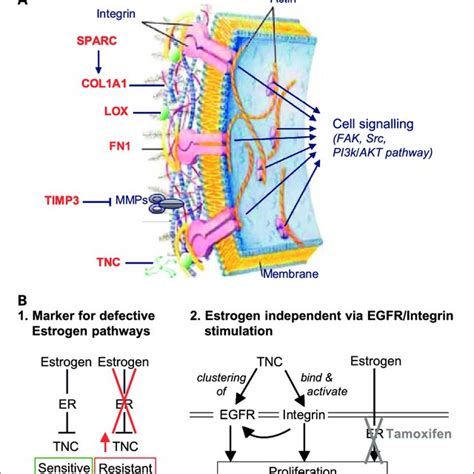 Function Of The Ecm Genes A Interaction Of The Six Ecm Genes Red