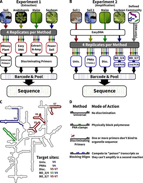 Experimental Workflow A Workflow For Experiment 1 Testing DNA Download Scientific Diagram