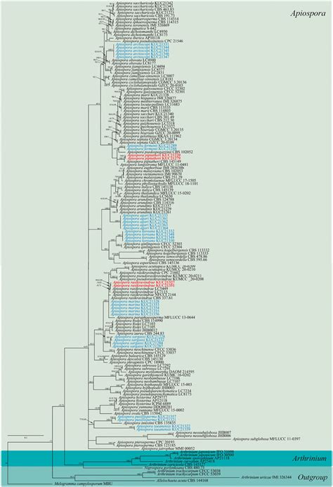 A Bayesian Tree Based On A Concatenated Alignment Of Its Lsu Tef And