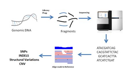 Genome Sequencing Analysis Next Generation Sequencing And Bioinformatics Data Analysis Services