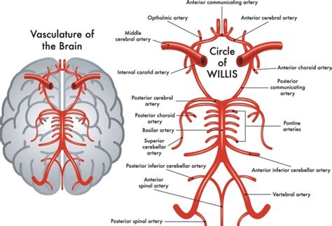 Anatomy Of Cerebral Arteries
