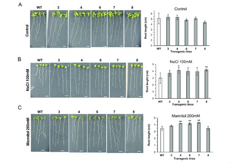 Phenotypic Analysis Of A Thaliana Seedlings Expressing Xslea1 8