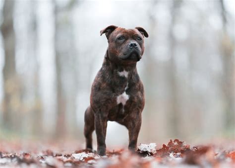 Staffordshire Bull Terrier Breed Guide Temperament Training Health