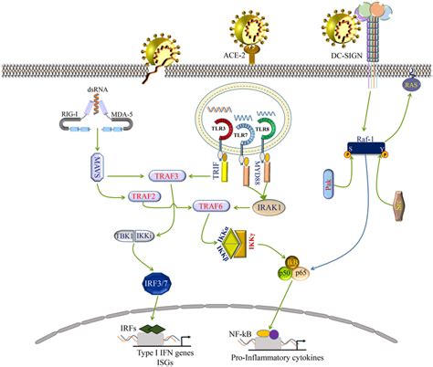 Role Of Pattern Recognition Receptors In Response To Sars Cov2