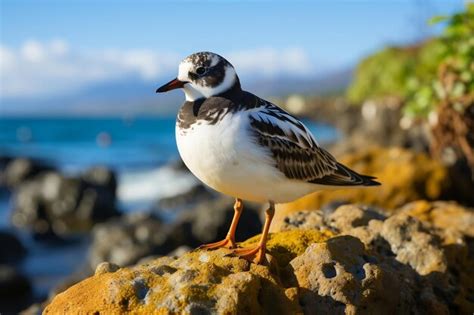Premium Ai Image Ruddy Turnstone Arenaria Interpres Bird Perched On