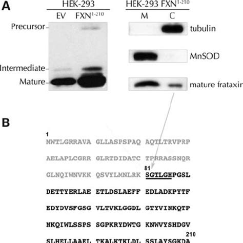 Mitochondrial Processing Generates The Extramitochondrial Frataxin A Download Scientific