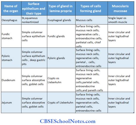 Alimentary Canal Anatomy Structure And Functions Notes CBSE School Notes