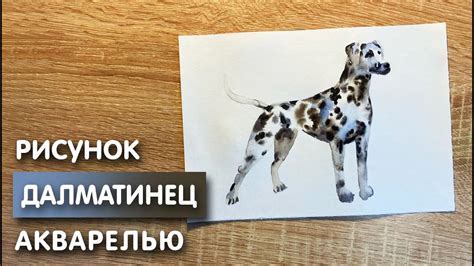 Как нарисовать далматинца карандашом и акварелью начинающим Рисунок для детей Youtube