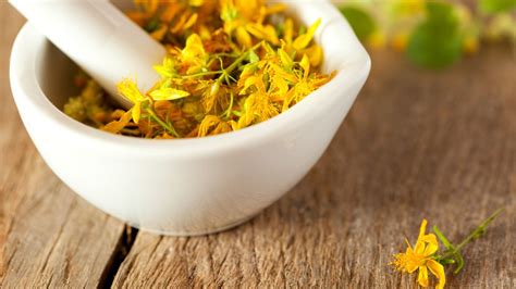 Hypericum A Comprehensive Guide To The Versatile Plant Genus