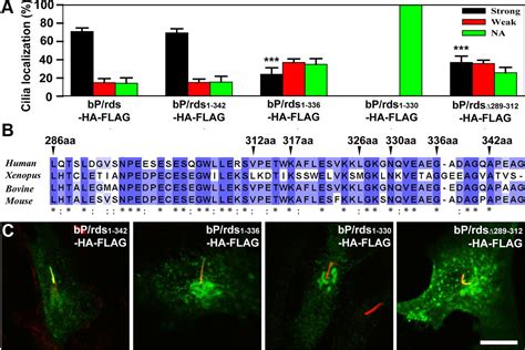 An Unconventional Secretory Pathway Mediates The Cilia Targeting Of