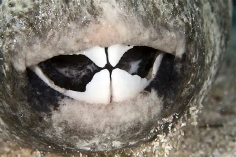 Puffer Fish Teeth