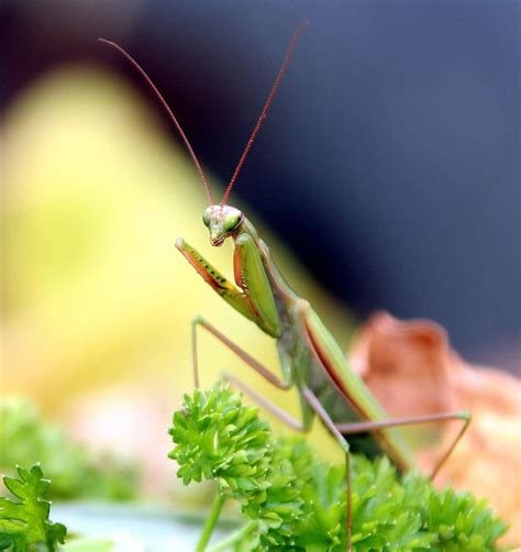 Hd Wallpaper Insect Mantis Grasshopper Mantis Religiosa Macro Green Wallpaper Flare