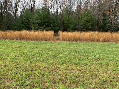 Food Plot Seed Switchgrass Plants Seeds And Bulbs Stoughton Wisconsin Facebook Marketplace