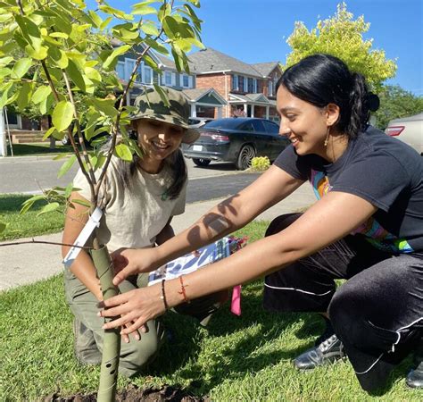 Plant A Free Tree With Cvc New Funding Available For Urban Tree