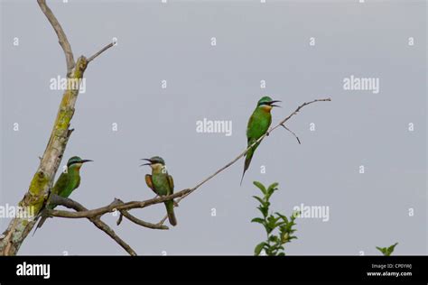 Blue Breasted Bee Eaters Merops Variegatus Perched In Tree Lake