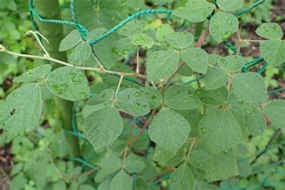タンキリマメ 熊本大学薬学部薬用植物園 薬草データベース