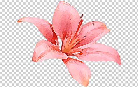 ดอกลิลลี่ การออกแบบดอกไม้ ภาพลายเส้น กลีบ การ์ตูน ตัดดอกไม้ Amaryllis คอมพิวเตอร์อาร์ต