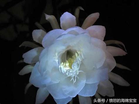 剎那永恆月下美人 曇花 每日頭條