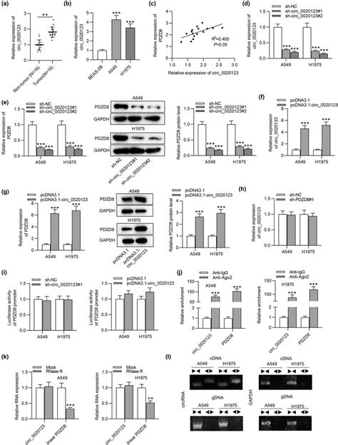 Circ0020123 Positively Regulates Pdzd8 Expression In Luad Tissues And
