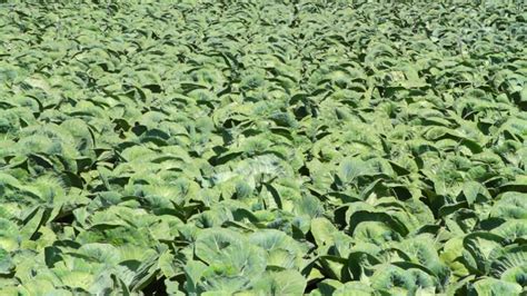 Стоковое видео категории «Бесплатно — Поле капустных растений