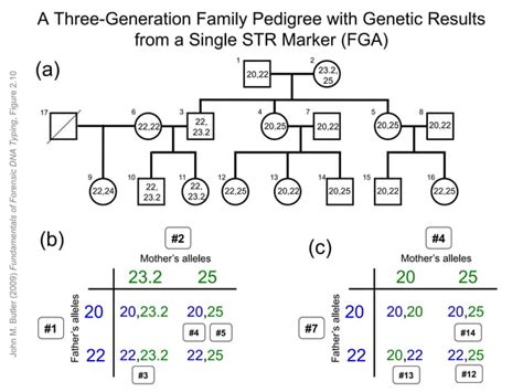 Chapter Slides DNA PROFILING Ppt