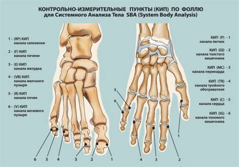Диагностика по Фоллю - Центр "Путь Здоровья" в Запорожье