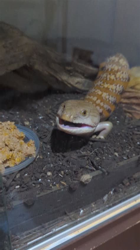 Do Their Yawns Usually Take This Long Sometimes It Can Take Him 30