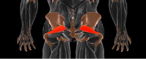 Piriformis Syndrome Protailored Physical Therapy