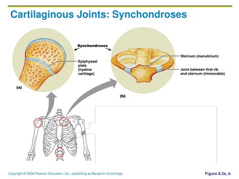 Ppt Joints Classification Types And Functions Powerpoint Presentation Id9242470