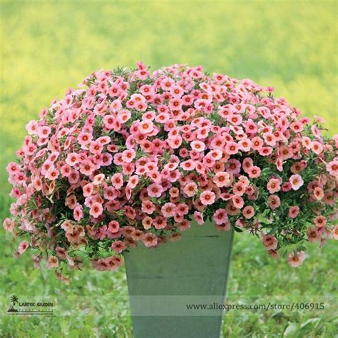 Pink Petunia With Red Eye Flower Seeds 100 Seeds Bicolor Blooms On A