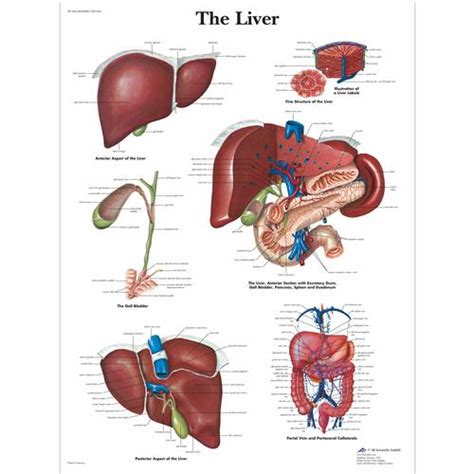 Liver Chart 4006689