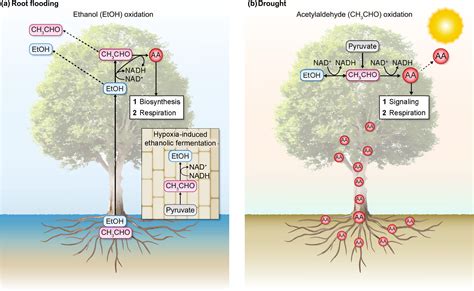 Fermentation‐mediated Growth Signaling And Defense In Plants