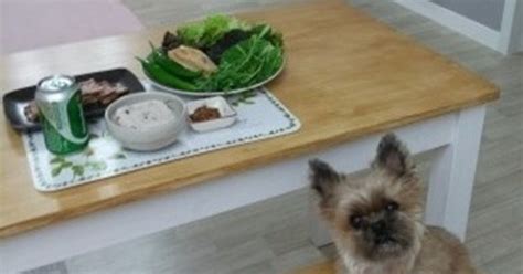 배고픈 개의 간절한 표정 주인님 식사를 합시다