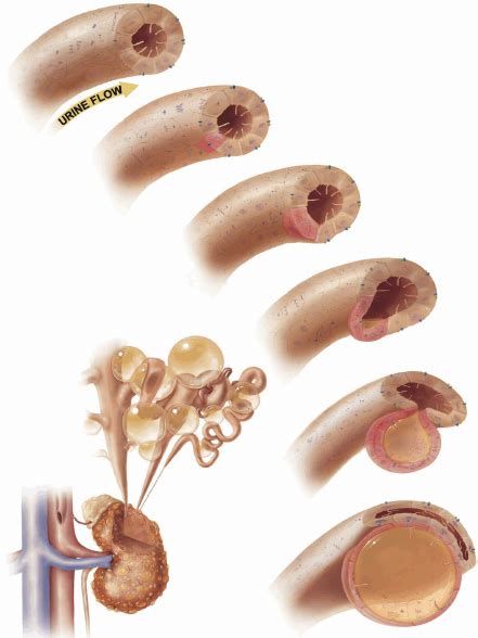 Hypothetical Model Of Cytogenesis The Diagram Depicts The