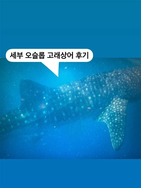 필리핀 세부 오슬롭 고래상어 투어 비용 예약 첫날 패키지 추천 후기 네이버 블로그