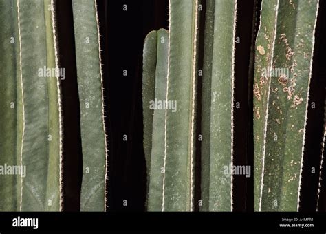 Morocco Marrakech Close Up Of Cactus Plant Cereus Hexagonus At Jardin