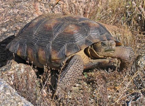 Sonoran Desert Tortoise Care Sheet Reptiles Cove
