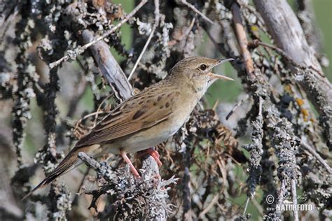 Common Grasshopper Warbler Photos Common Grasshopper Warbler Images