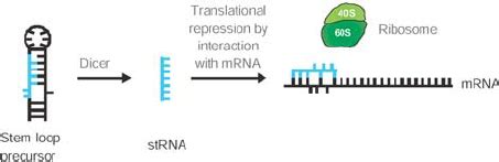 Maturation Of StRNAs From Stem Loop Precursors By Dicer The 70 Nt Stem Download Scientific